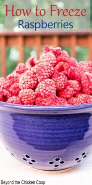Freezing Raspberries - Beyond The Chicken Coop
