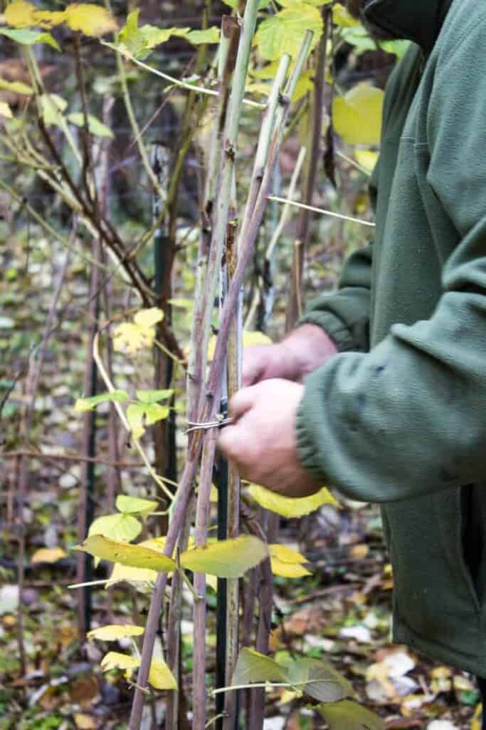 How to Prune Raspberries - Beyond The Chicken Coop