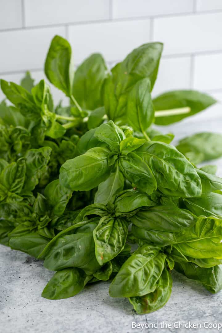 How to Dry Basil - Beyond The Chicken Coop