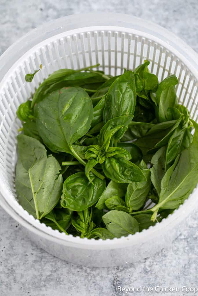 How to Dry Basil - Beyond The Chicken Coop