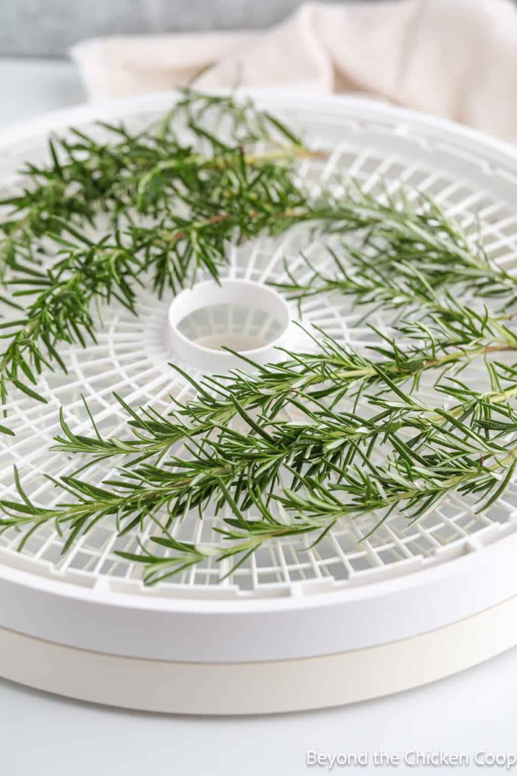 Drying Rosemary - Beyond The Chicken Coop