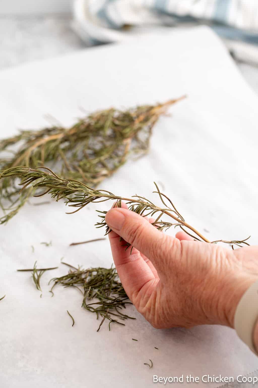 Drying Rosemary - Beyond The Chicken Coop