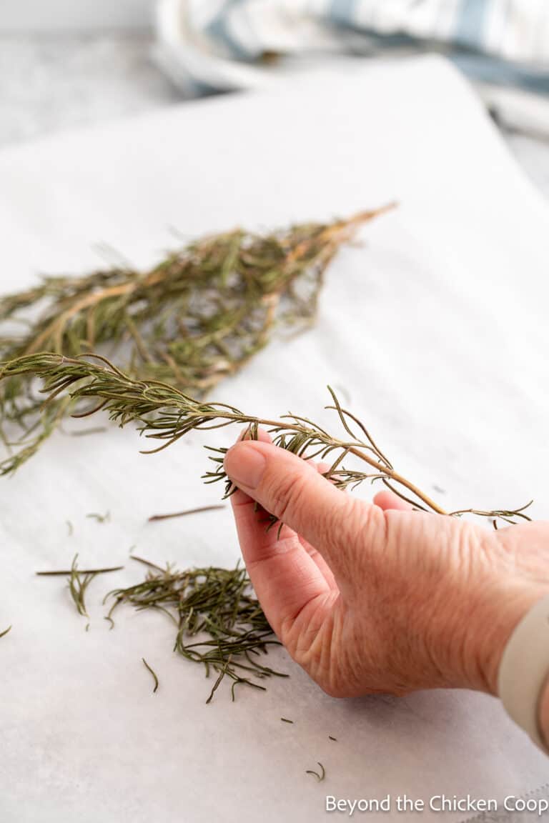 Drying Rosemary - Beyond The Chicken Coop