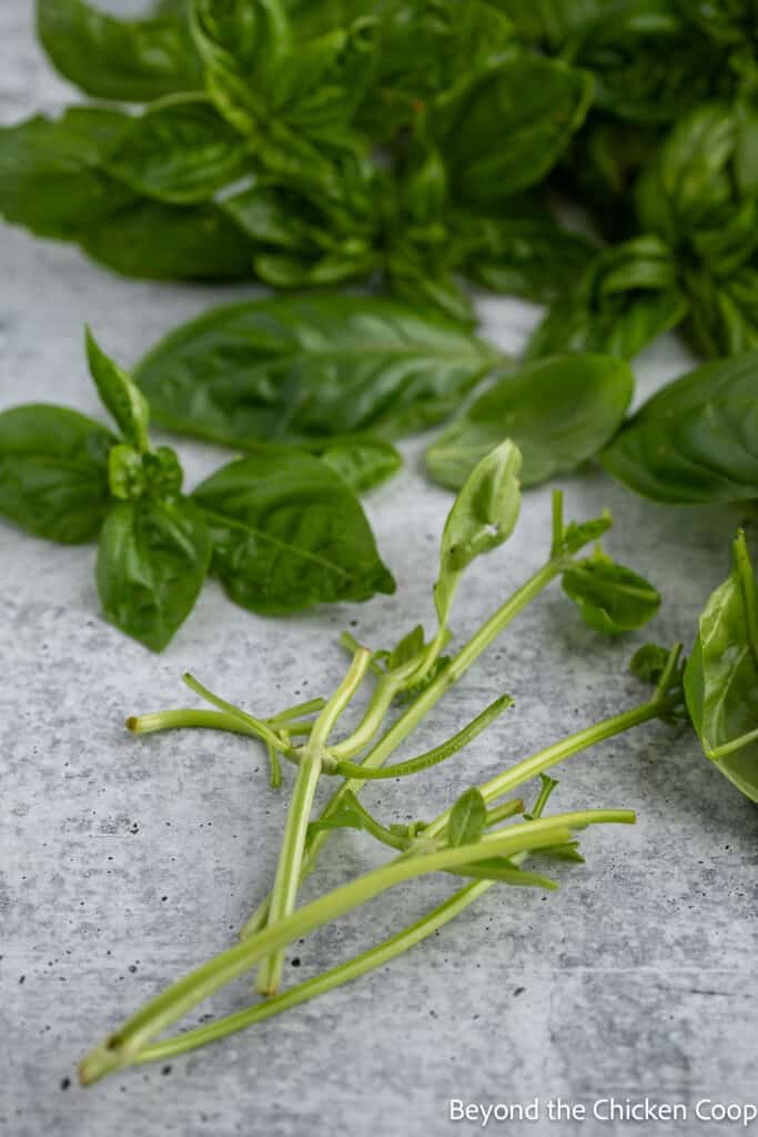 How to Dry Basil - Beyond The Chicken Coop
