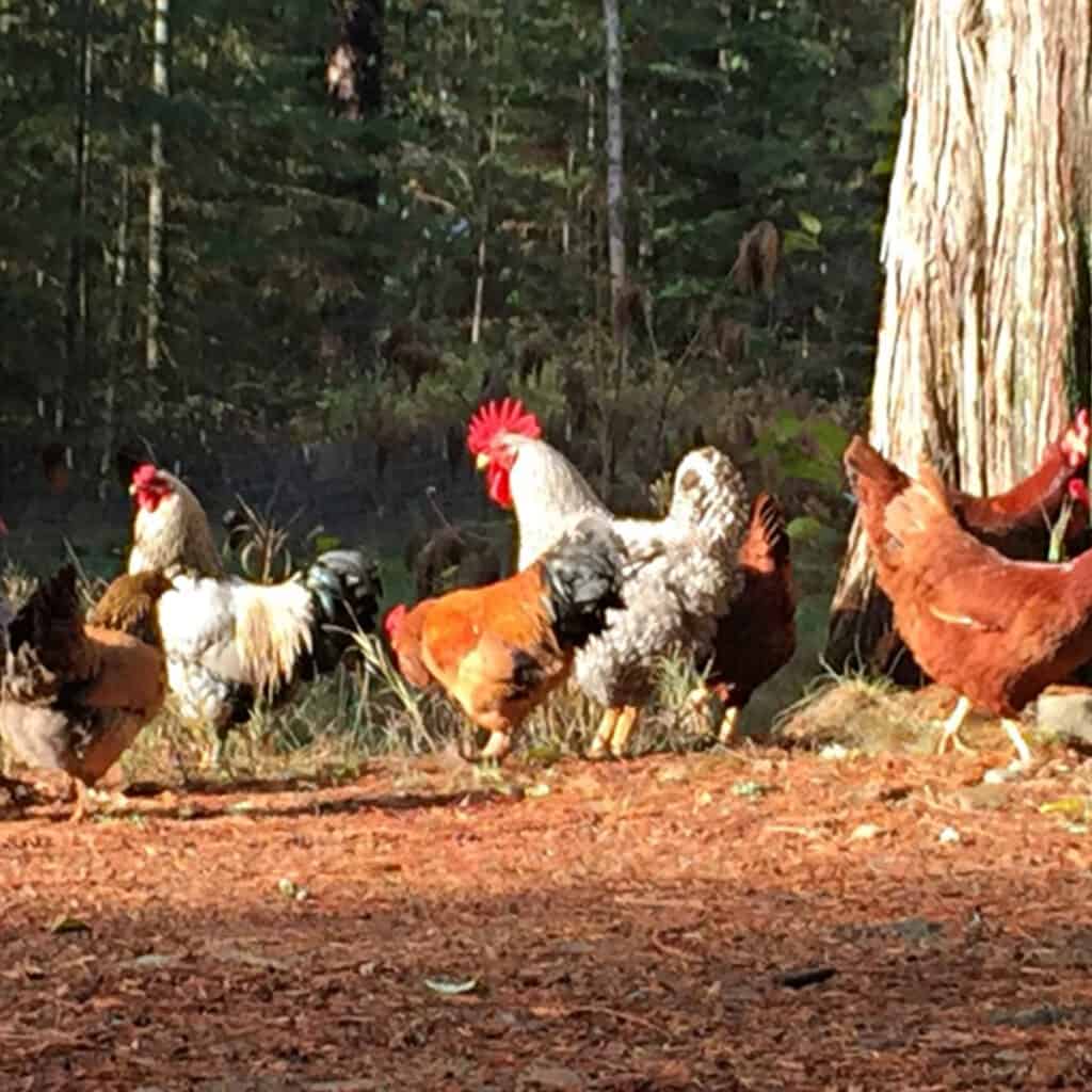 Chickens and Farm Animals - Beyond The Chicken Coop