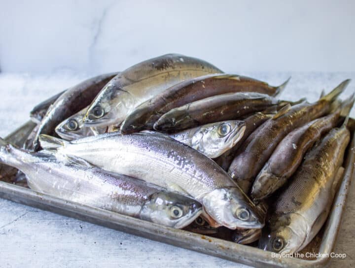 Canning Fish - Beyond The Chicken Coop