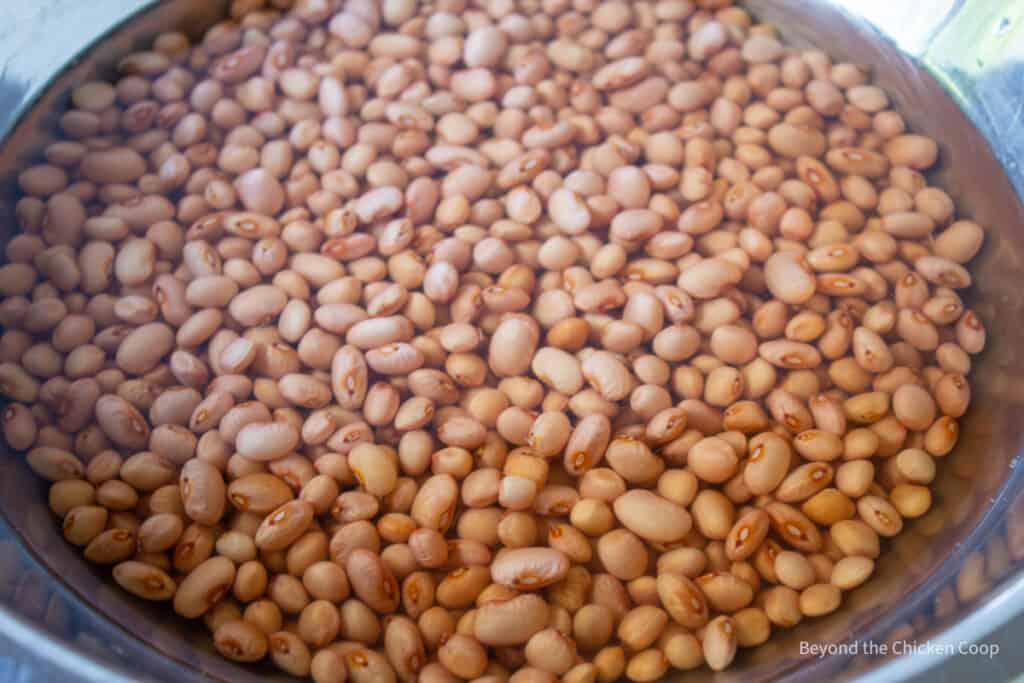 Santa Maria Style Beans - Beyond The Chicken Coop