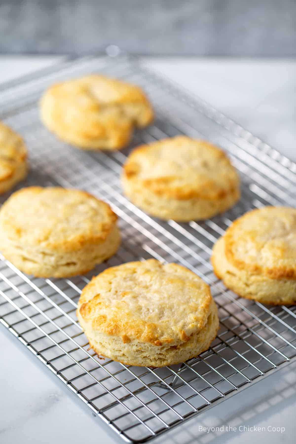 Raspberry Shortcake - Beyond The Chicken Coop