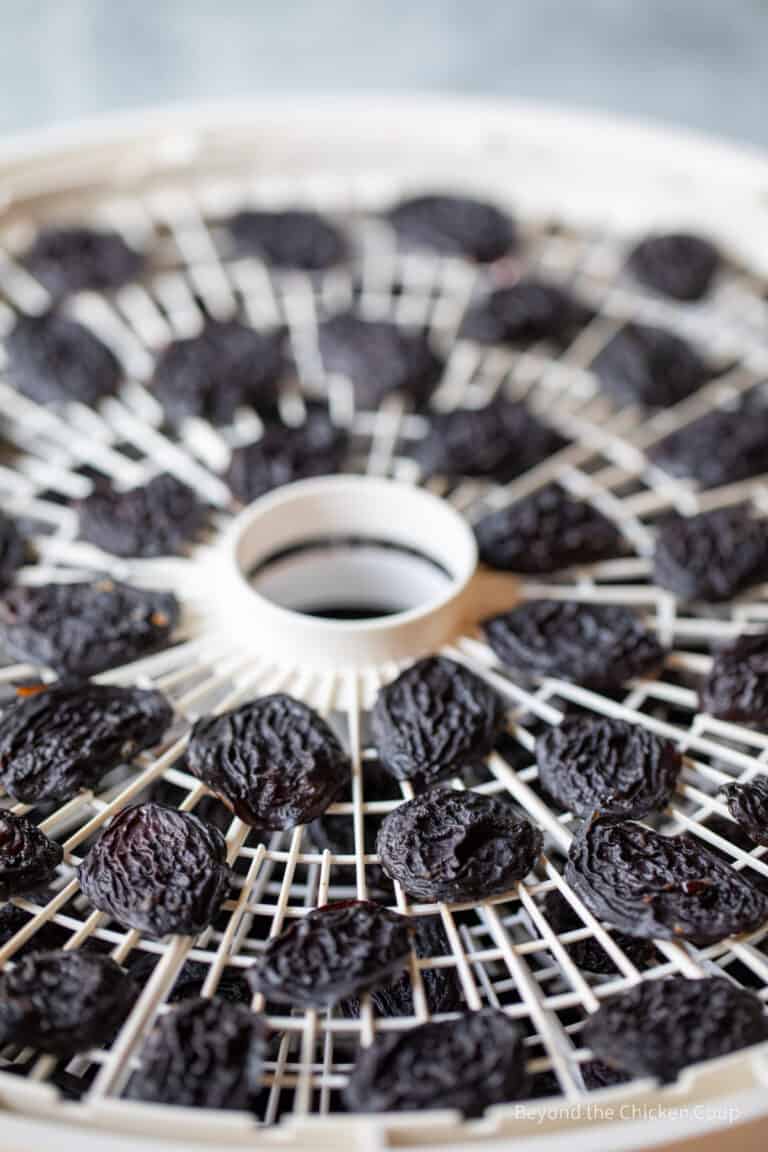 How to Dry Plums - Beyond The Chicken Coop