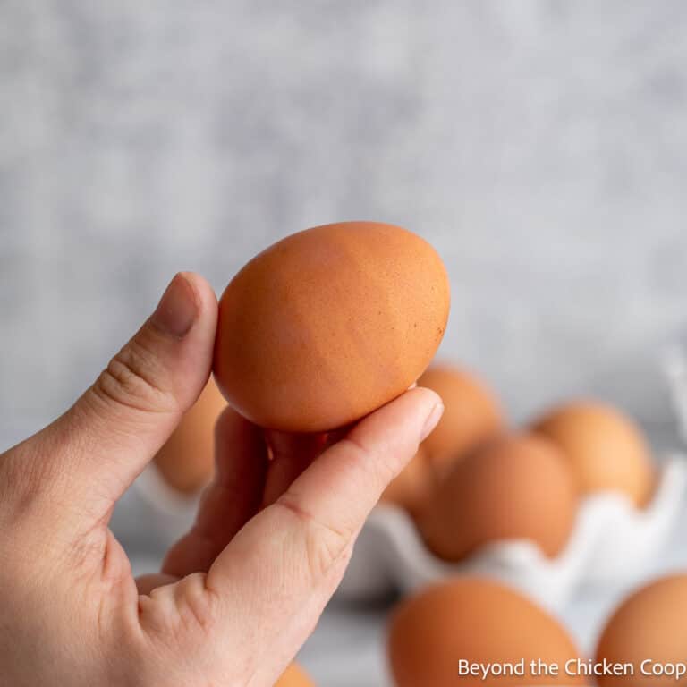 How to Separate Eggs - Beyond The Chicken Coop
