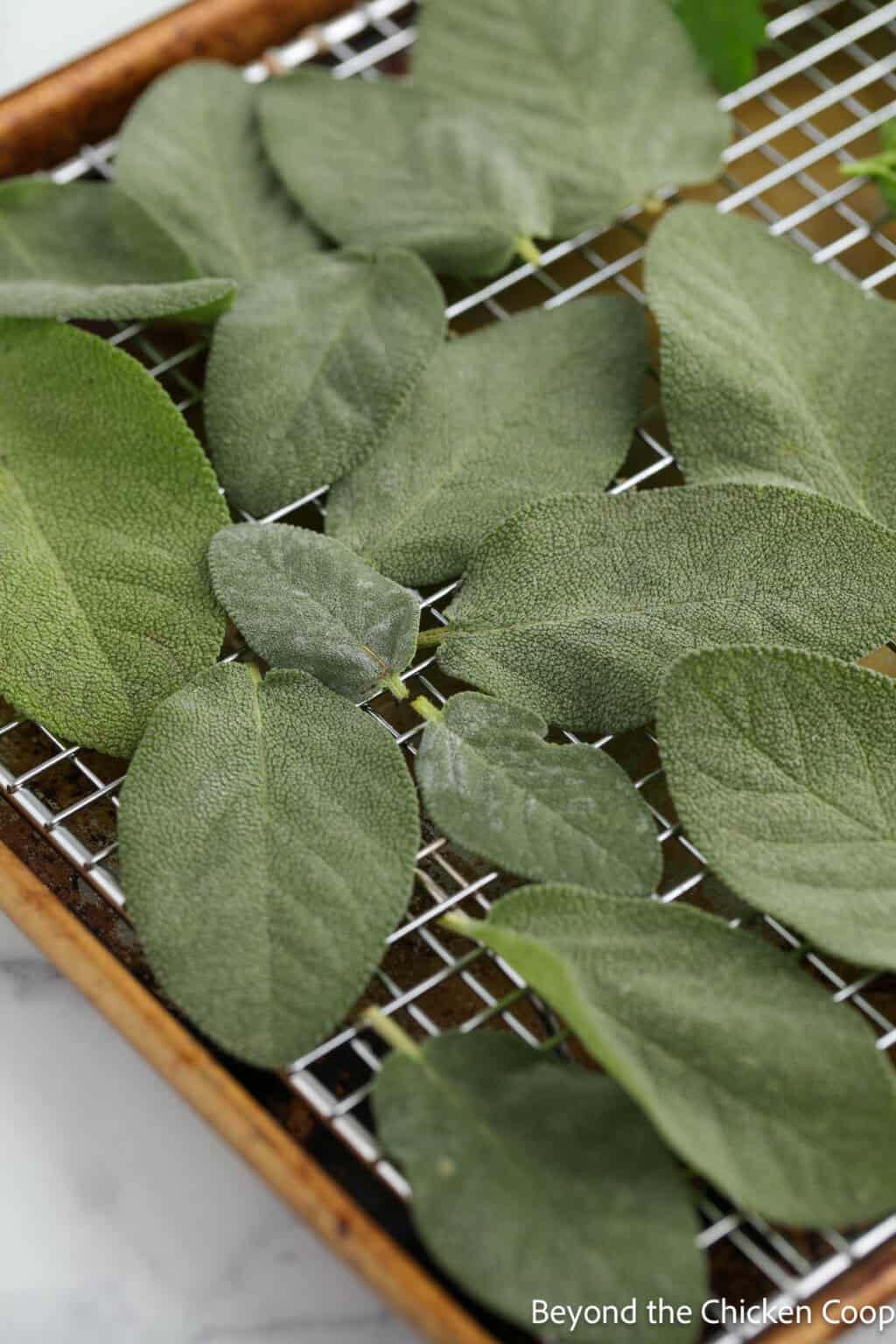 How to Dry Sage - Beyond The Chicken Coop