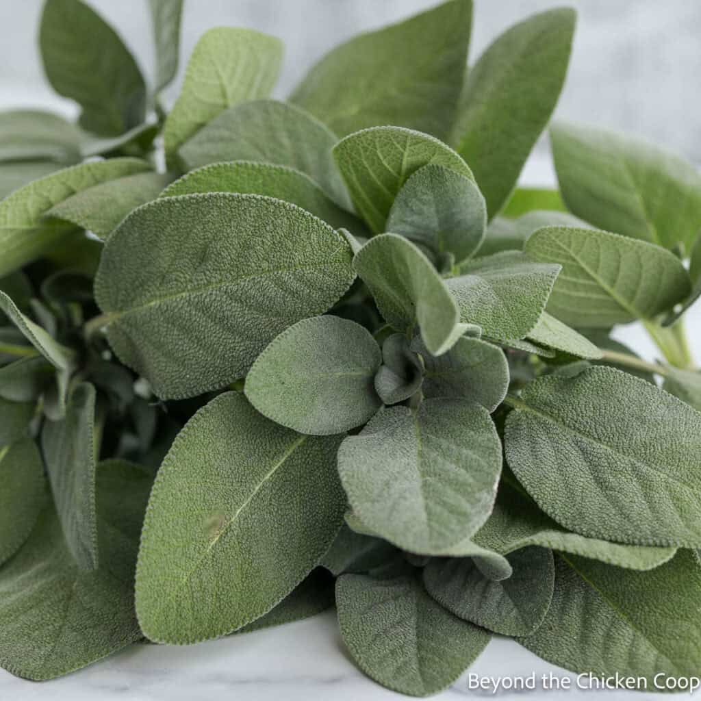 How to Dry Sage - Beyond The Chicken Coop