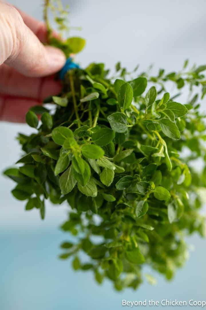 How to Dry Oregano - Beyond The Chicken Coop