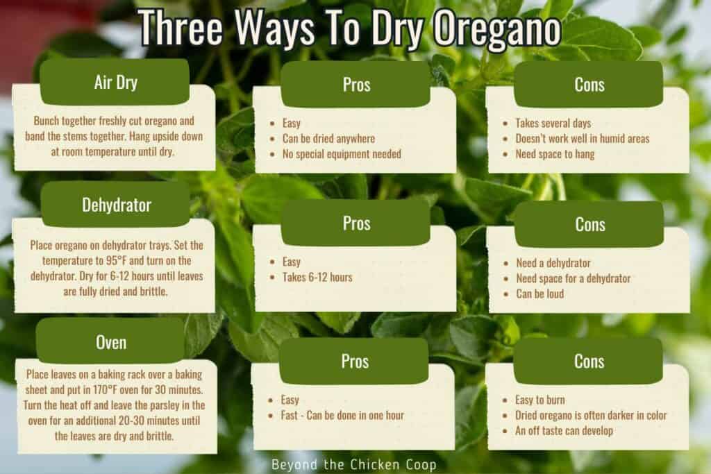 How to Dry Oregano - Beyond The Chicken Coop