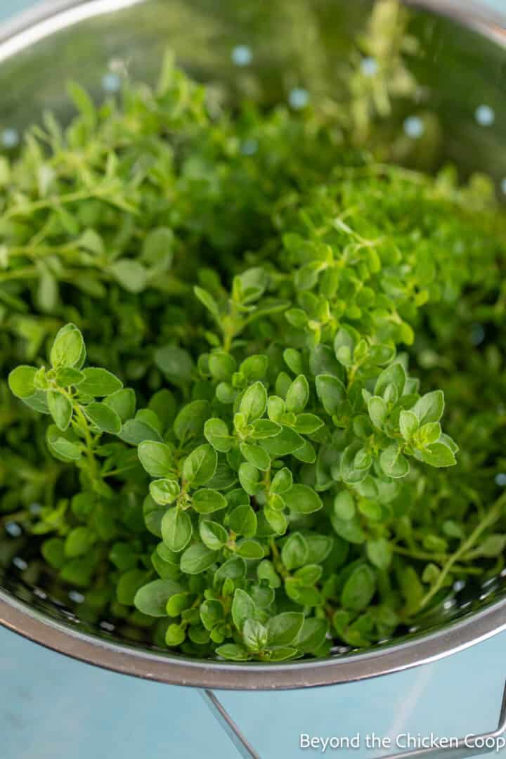 How to Dry Oregano - Beyond The Chicken Coop